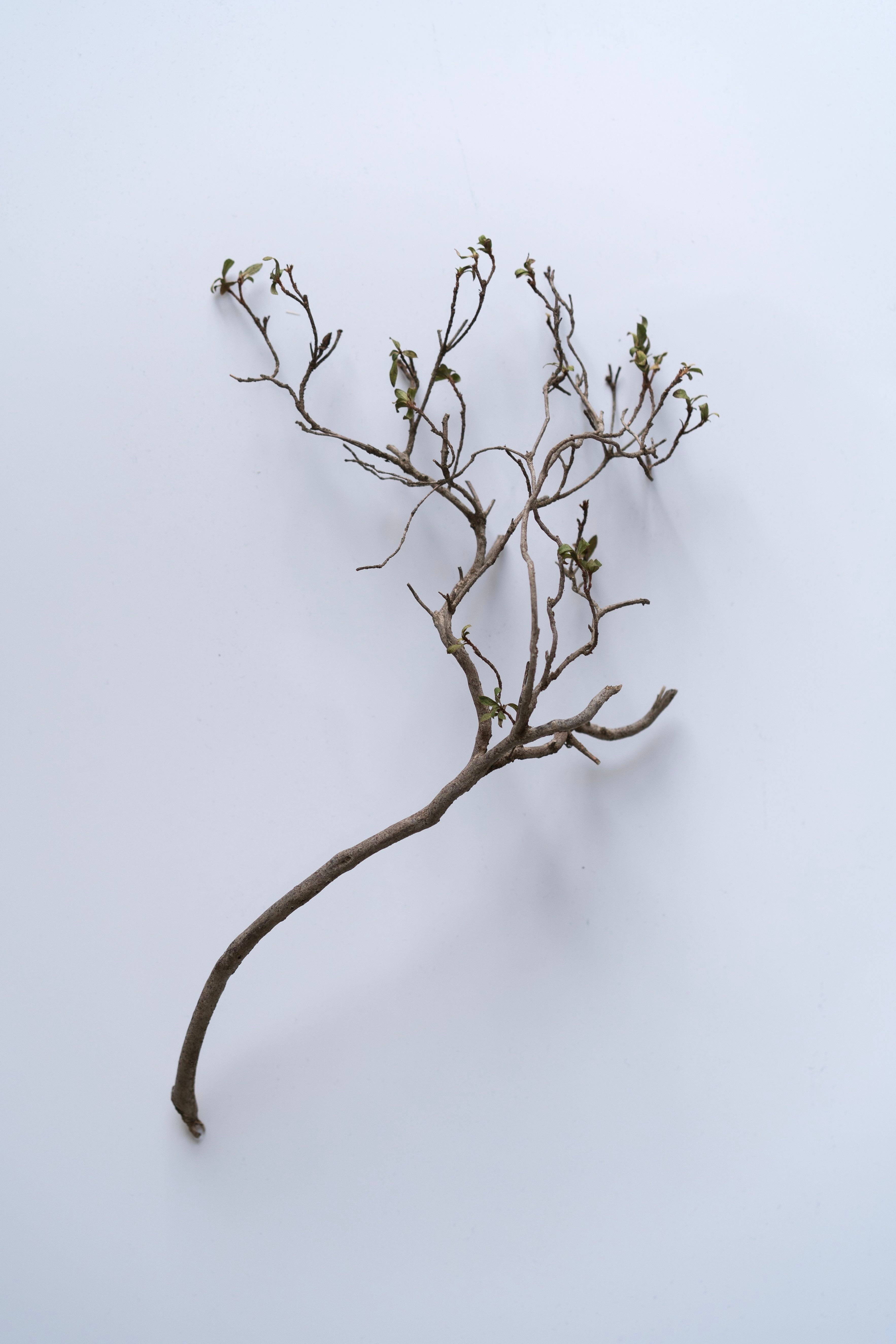 23ss – pet-tree-kor